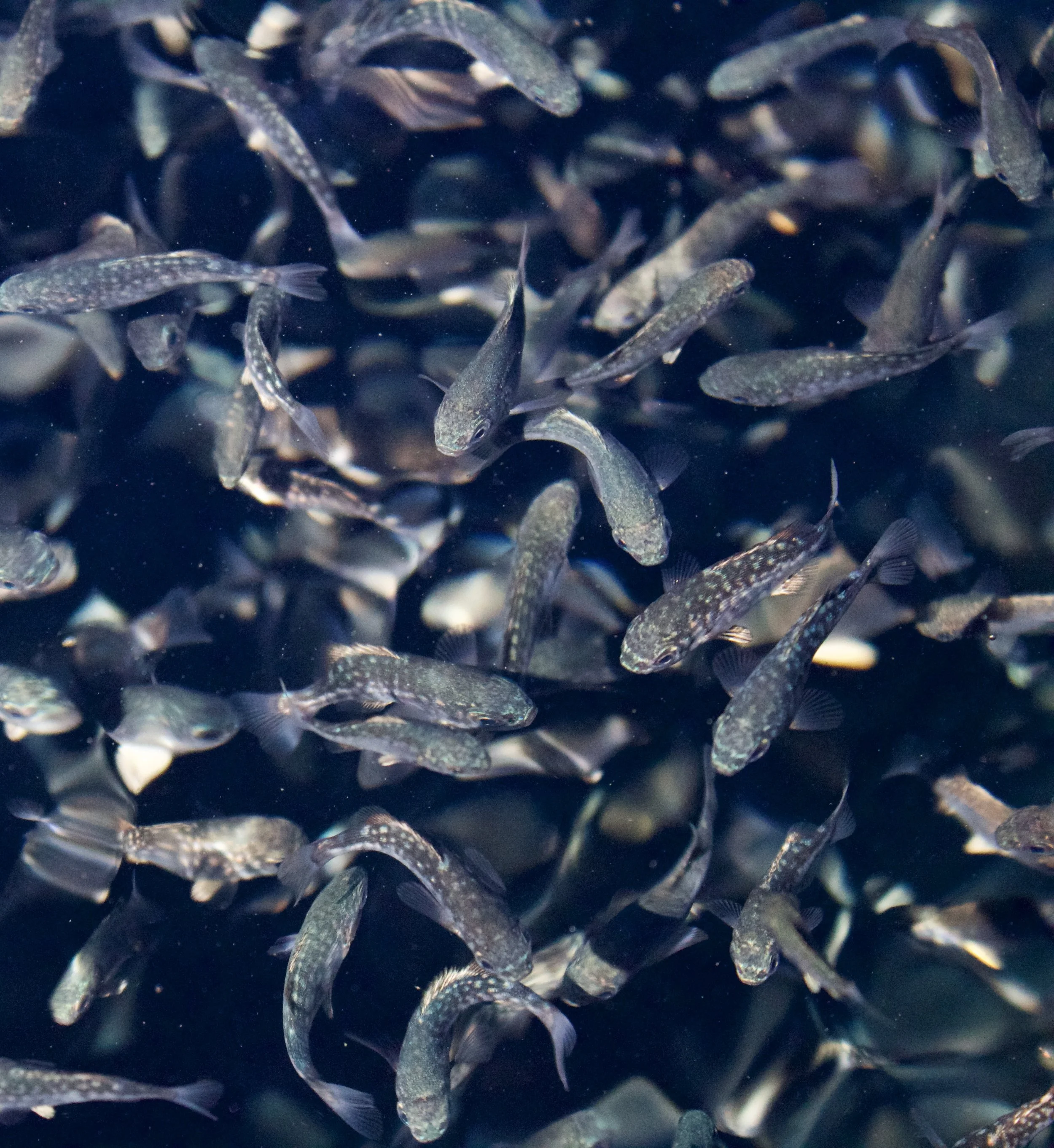 Fish Research — Ocean Era