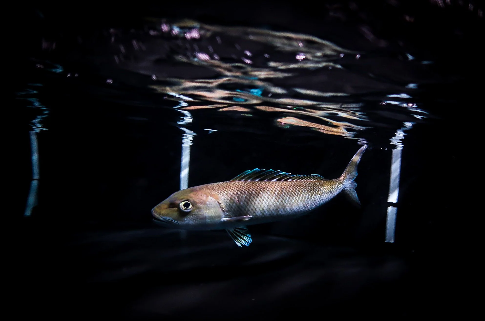 Fish Research — Ocean Era