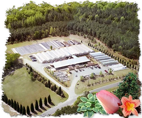 Photo Gallery — BIG BLOOMERS Flower Farm