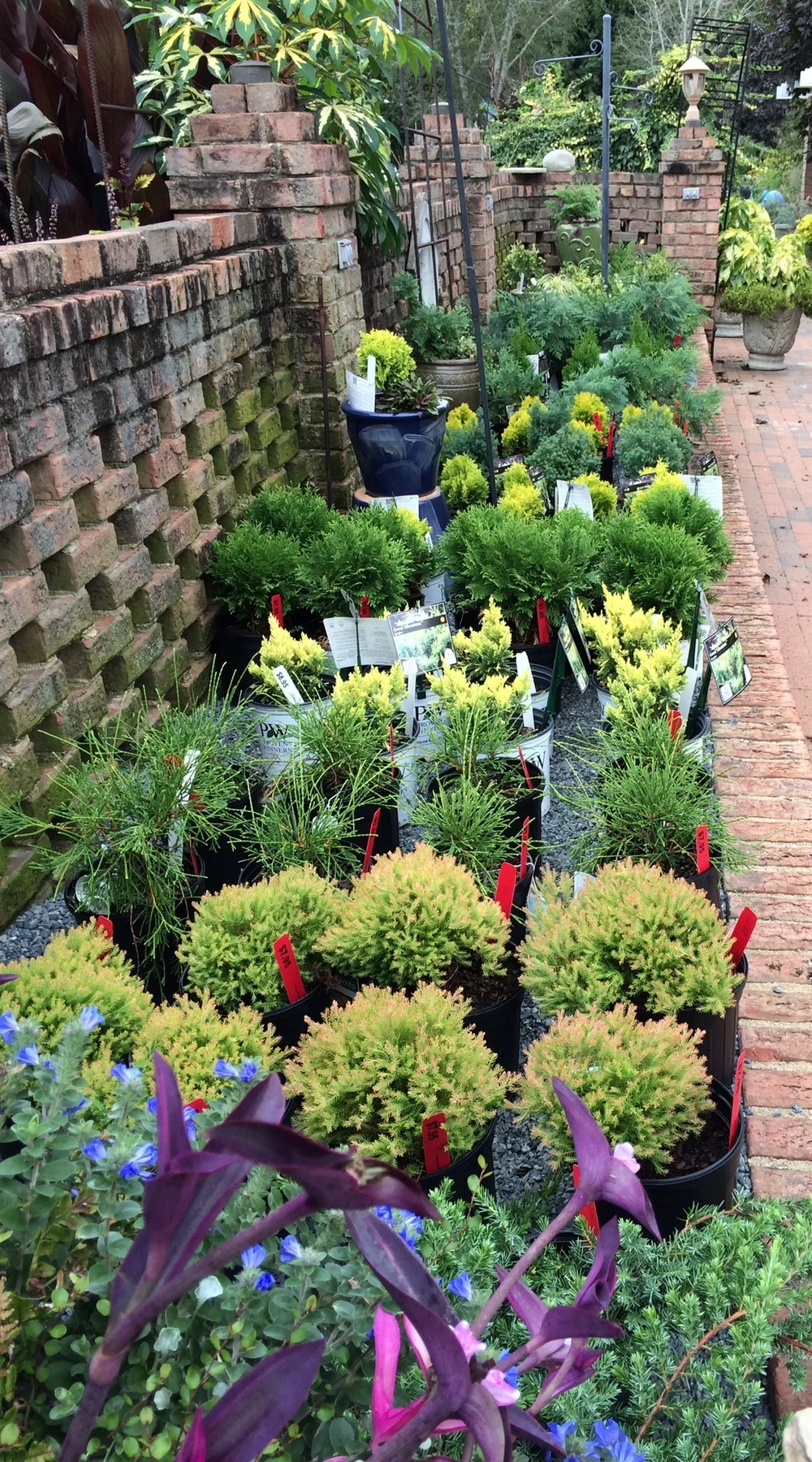 BIG BLOOMERS Flower Farm