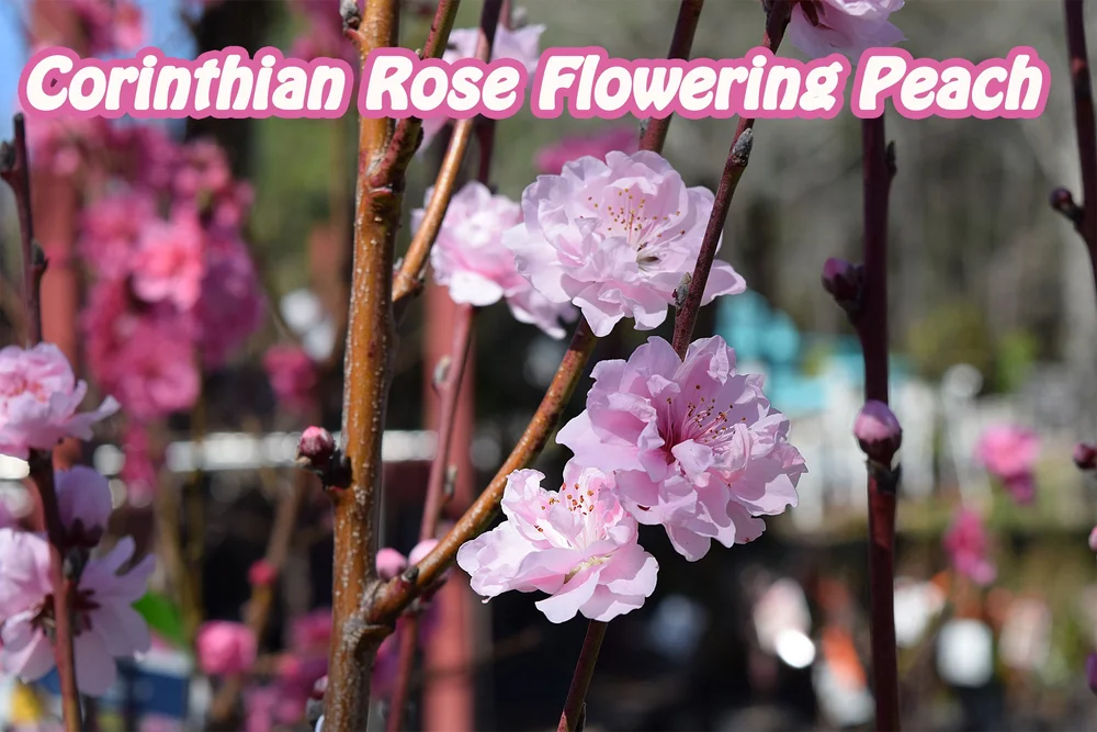 BIG BLOOMERS Flower Farm