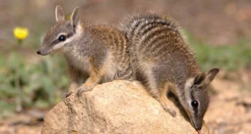 Make a numbat mask by eco-kids — Project Numbat