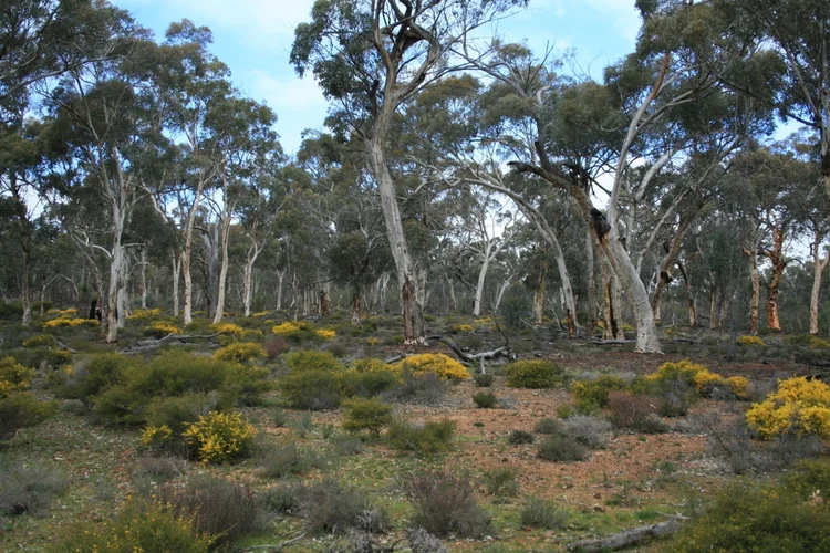 Where to see Numbats — Project Numbat