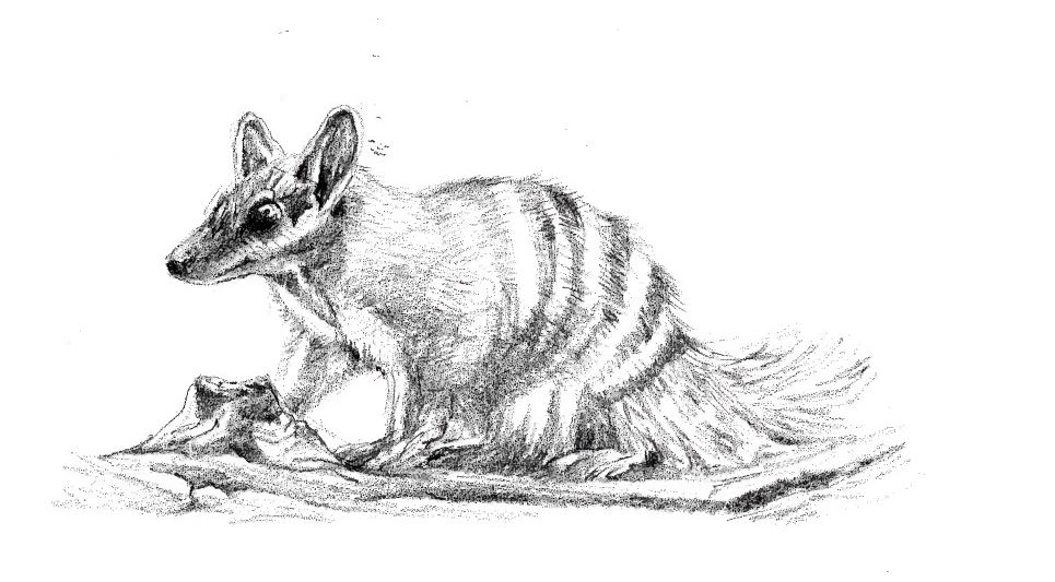 Numbat Gallery — Project Numbat