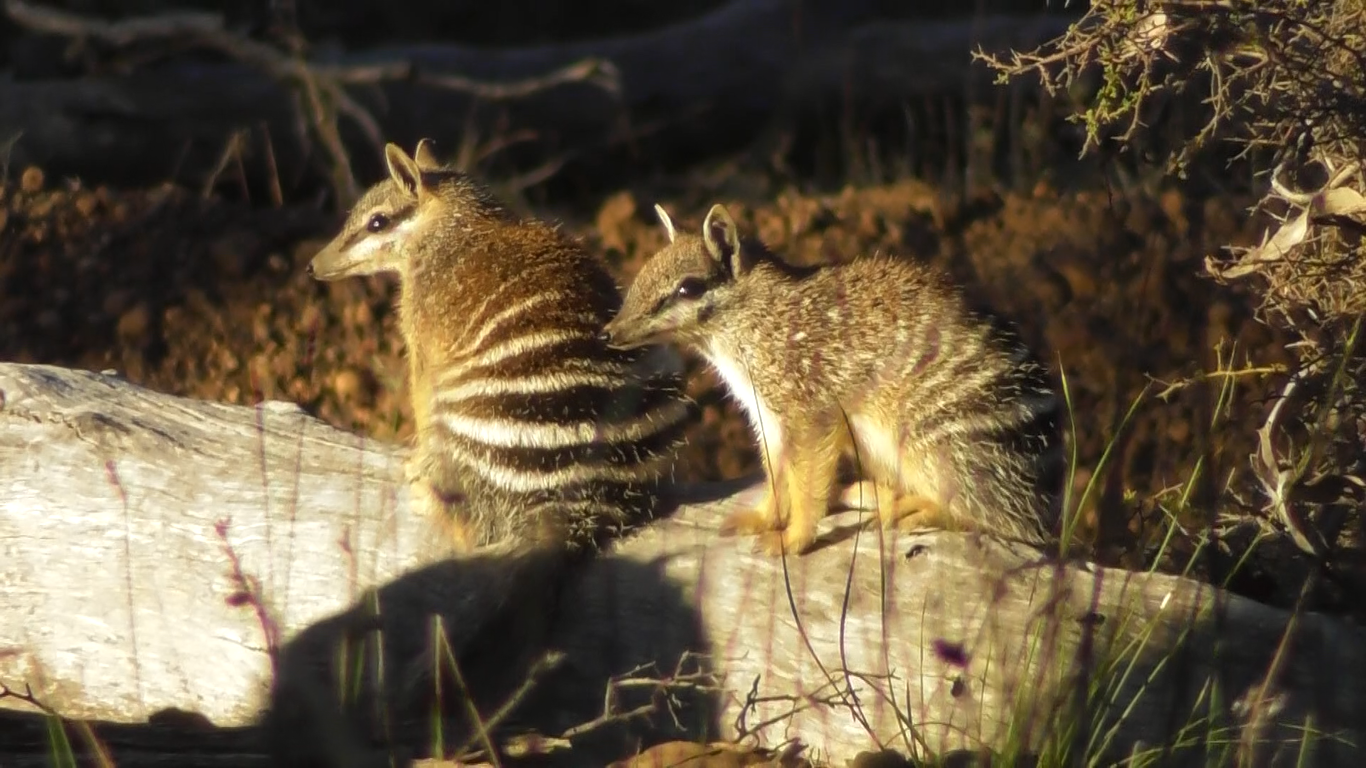 Numbat Gallery — Project Numbat