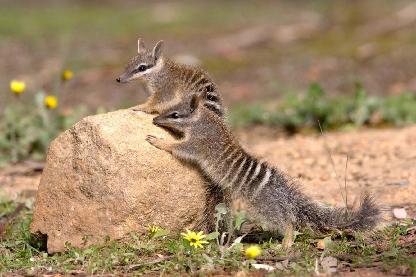 Project Numbat