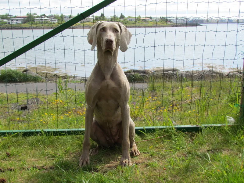 Other Trubons — Trubon Weimaraners