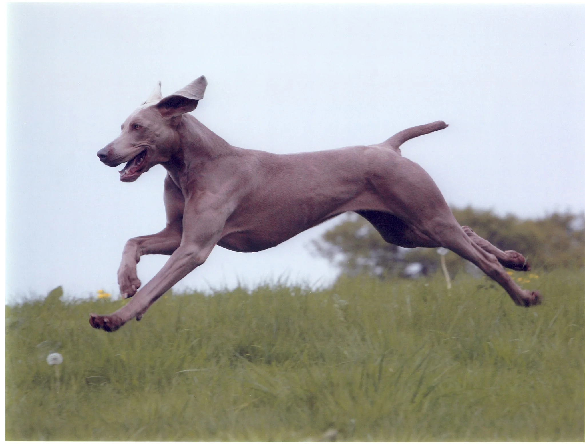 Other Trubons — Trubon Weimaraners