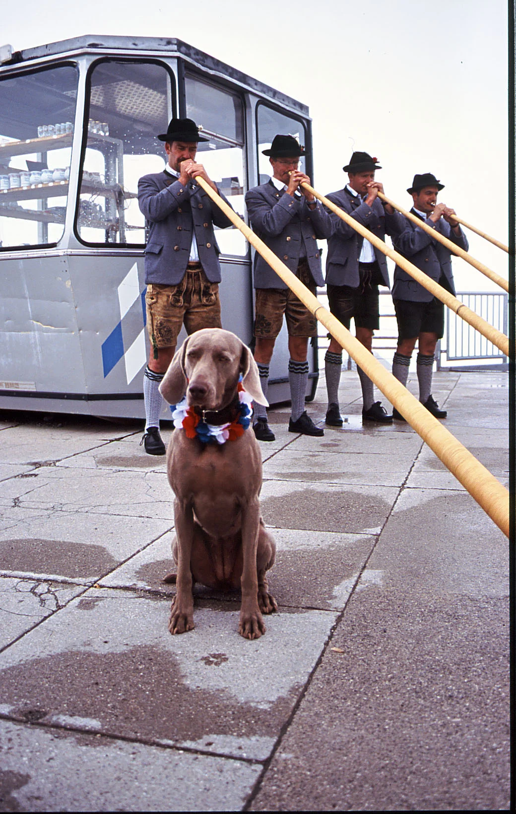 Other Trubons — Trubon Weimaraners