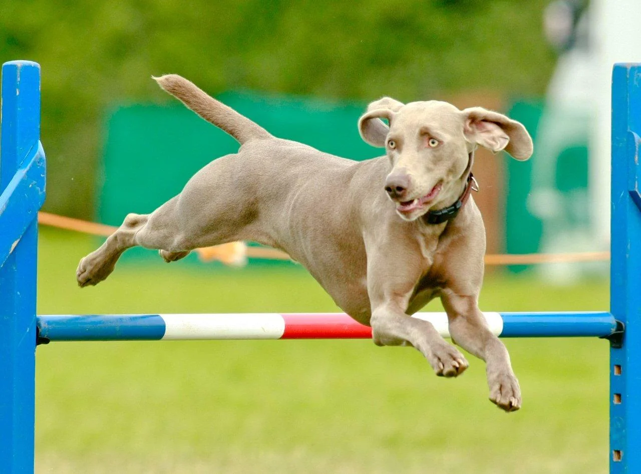 Other Trubons — Trubon Weimaraners