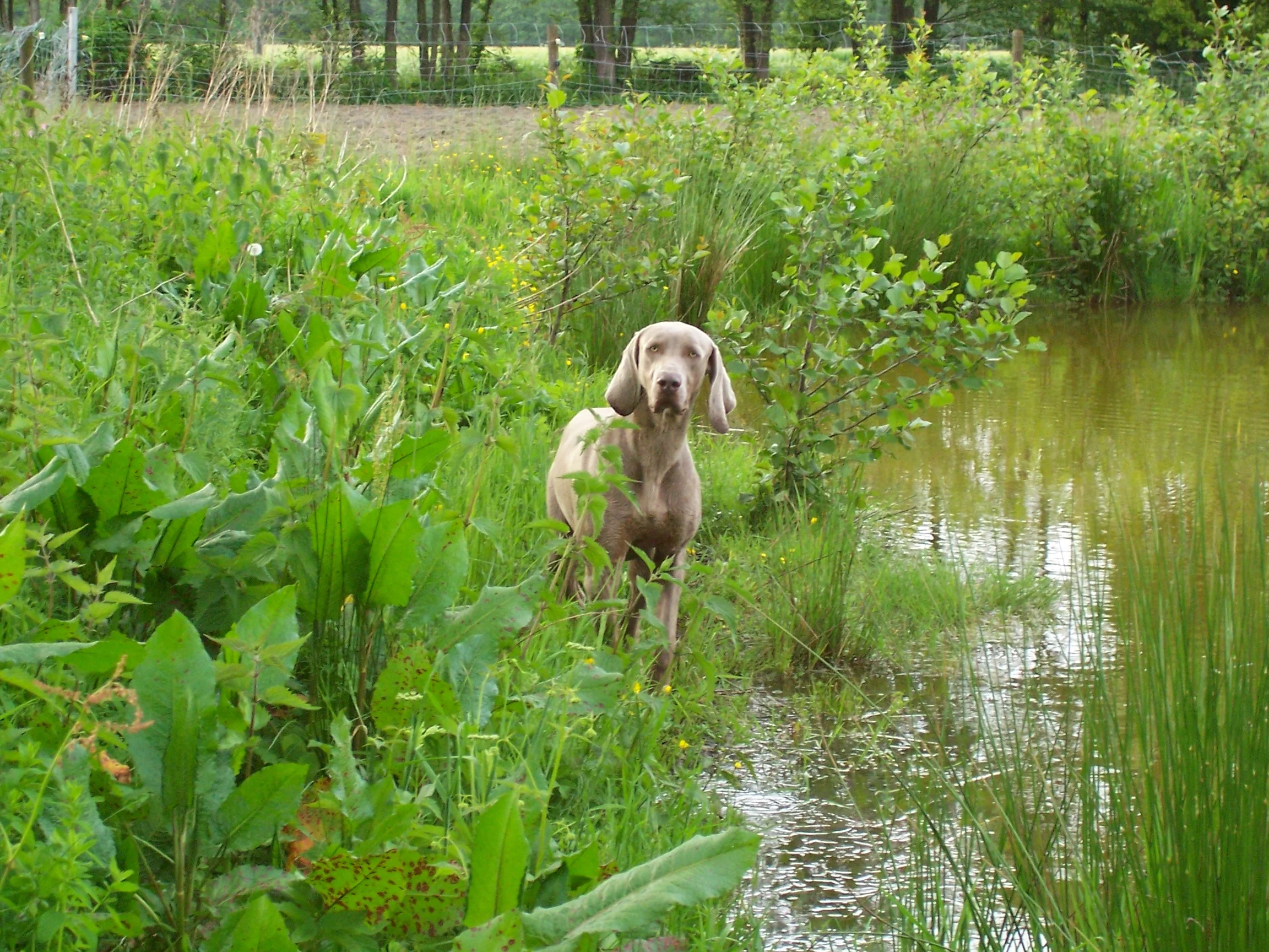 Other Trubons — Trubon Weimaraners