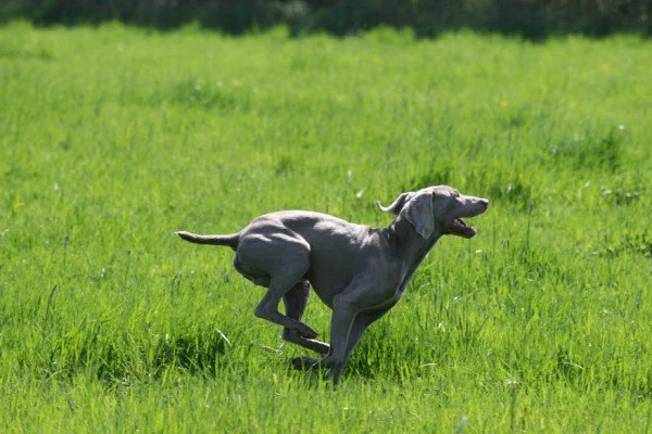 Other Trubons — Trubon Weimaraners