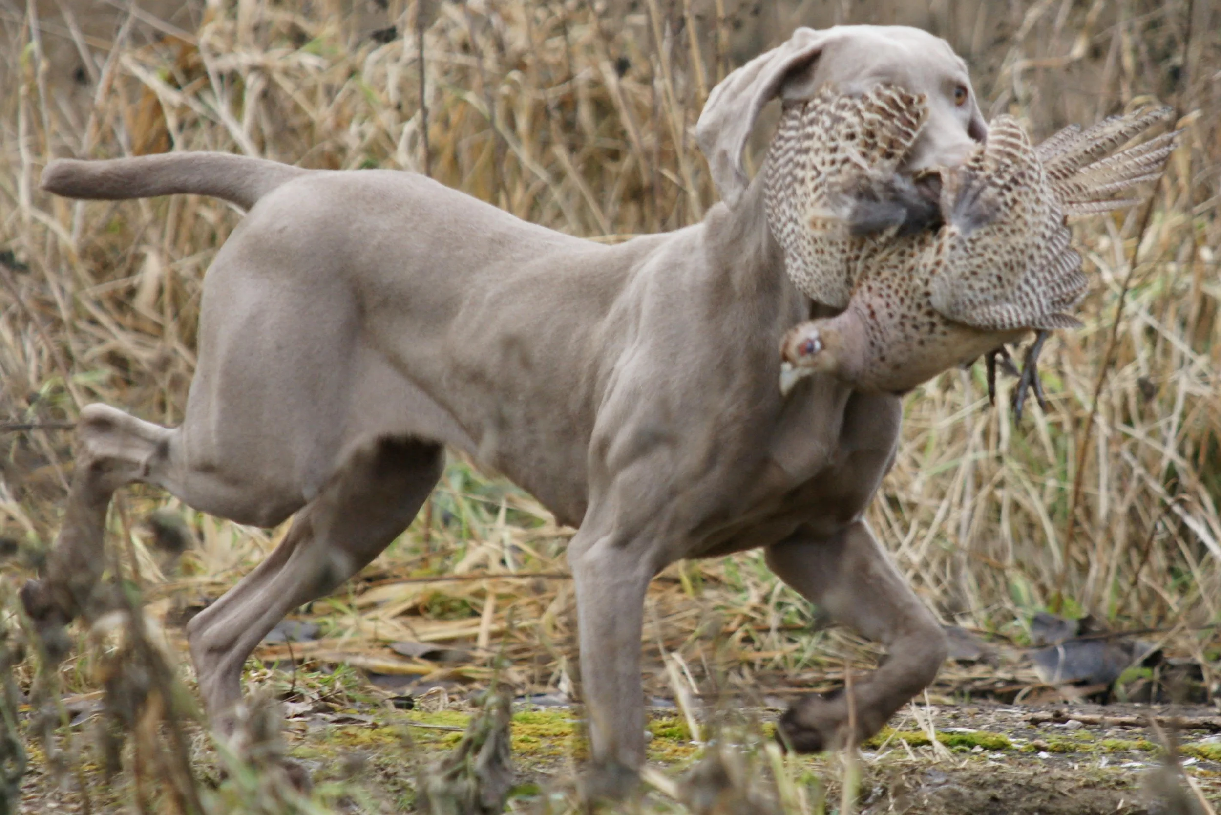 Chyna — Trubon Weimaraners