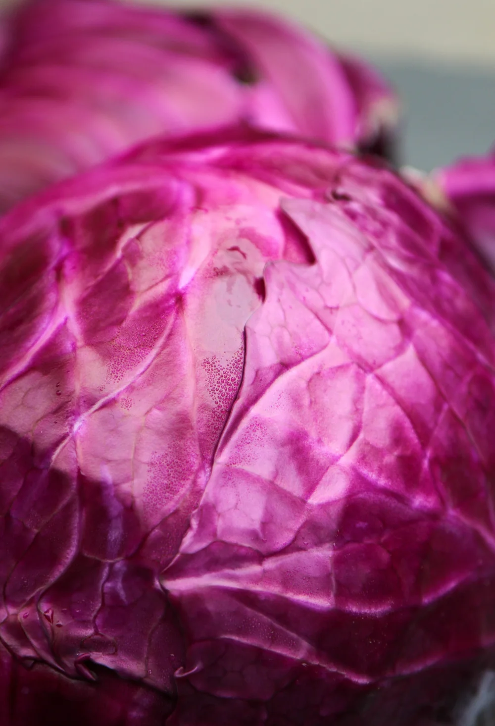 The Hungry Hounds— Sautéed Red Cabbage with Bacon