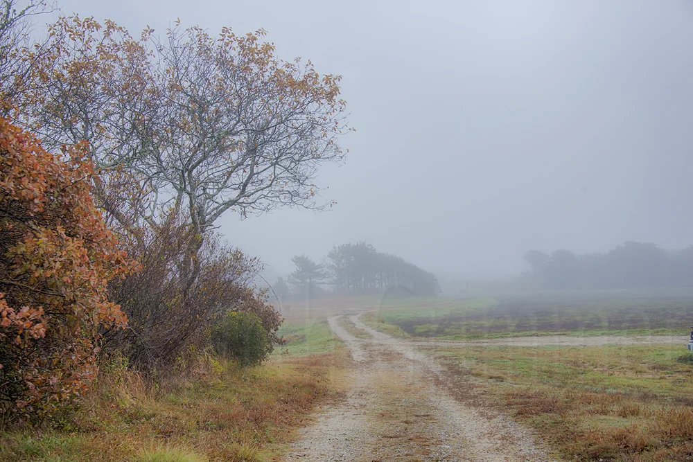 Autumn Fog