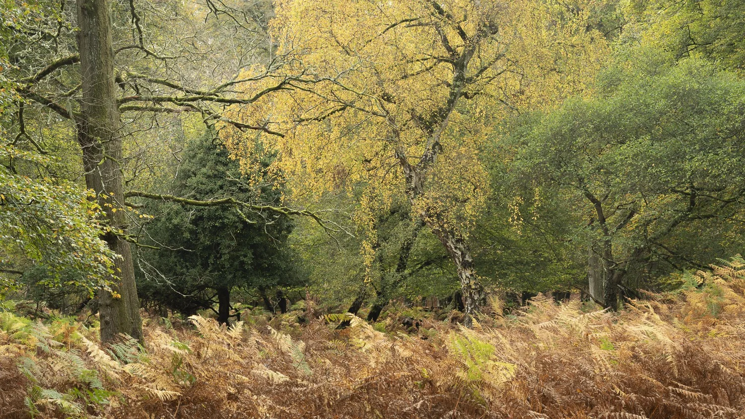 Autumn Woodland — Sam Gregory Photography