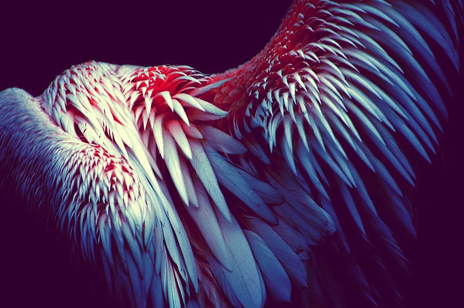 K E N Y A / W I L D — Samuel Ridge Photography & Art