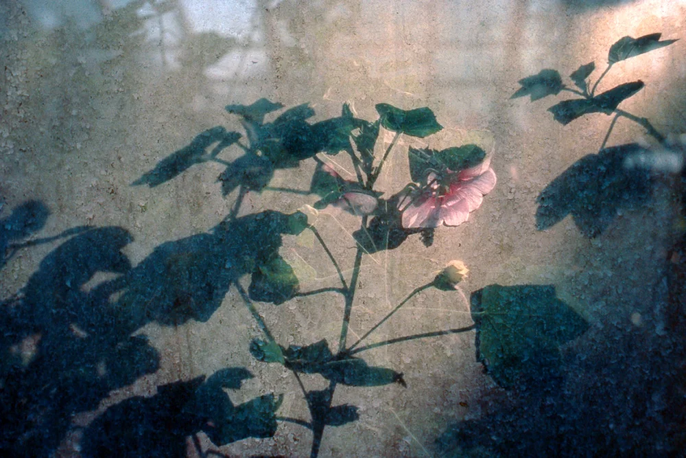 Seeing Gardens Sam Abell Photography