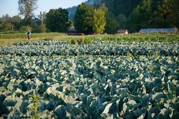 About the Farm — Persephone Farm