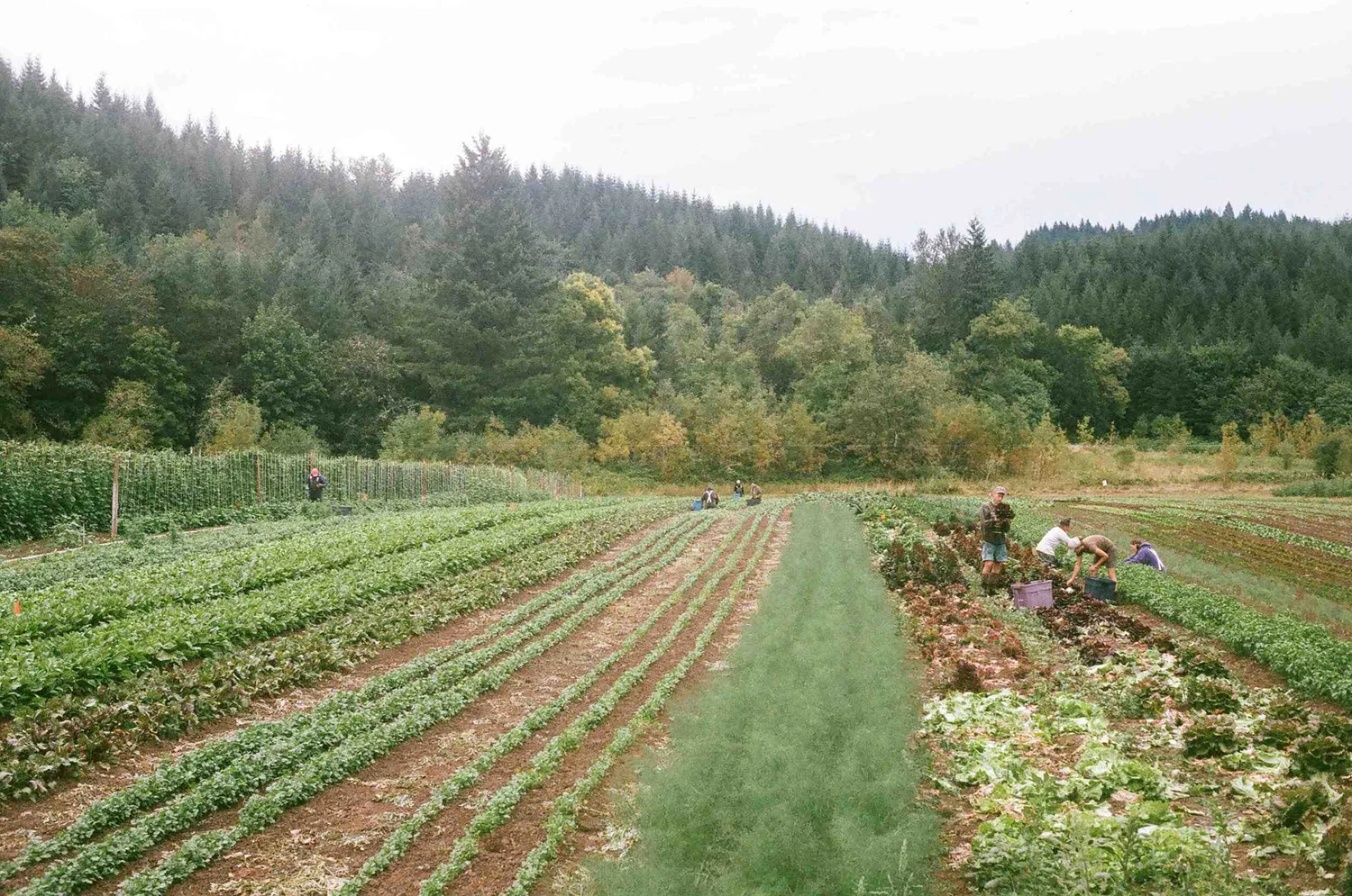 About the Farm — Persephone Farm