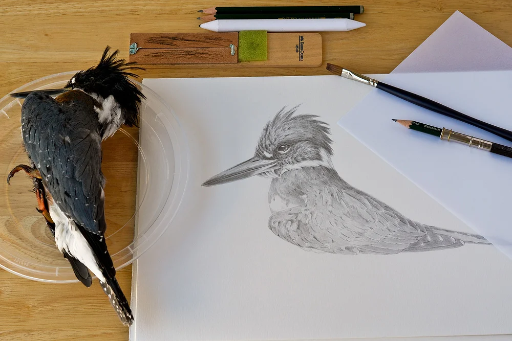 2016 Bird Art Prints — Alan Li