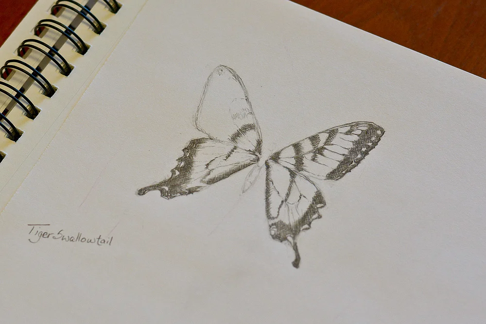 Butterfly Drawing at Toronto Botanical Garden — Alan Li