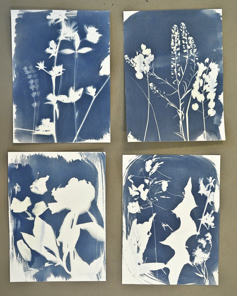 High Park Cyanotype Workshop — Alan Li