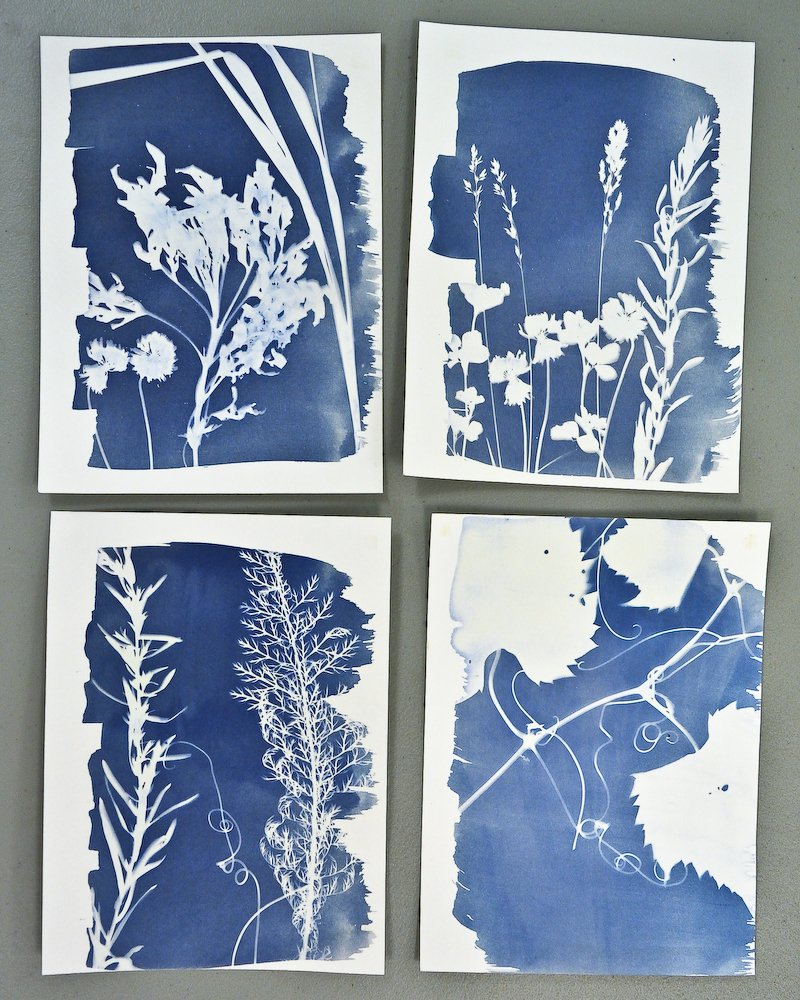 High Park Cyanotype Workshop — Alan Li
