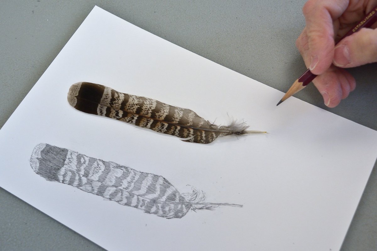 High Park Nature Drawing WK 1 — Alan Li