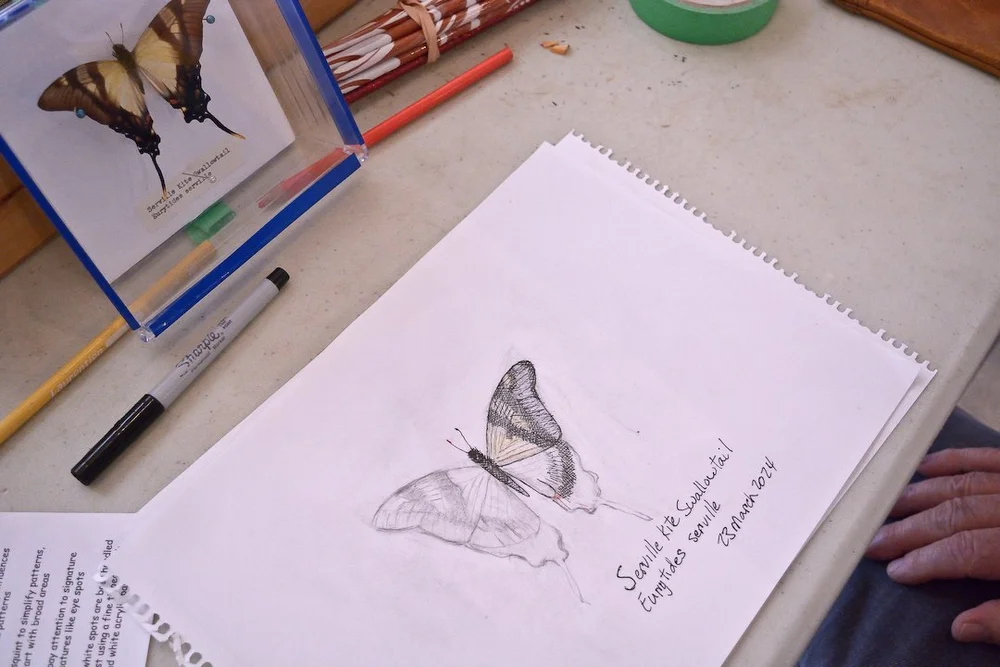 TBG Butterfly Drawing Workshop — Alan Li