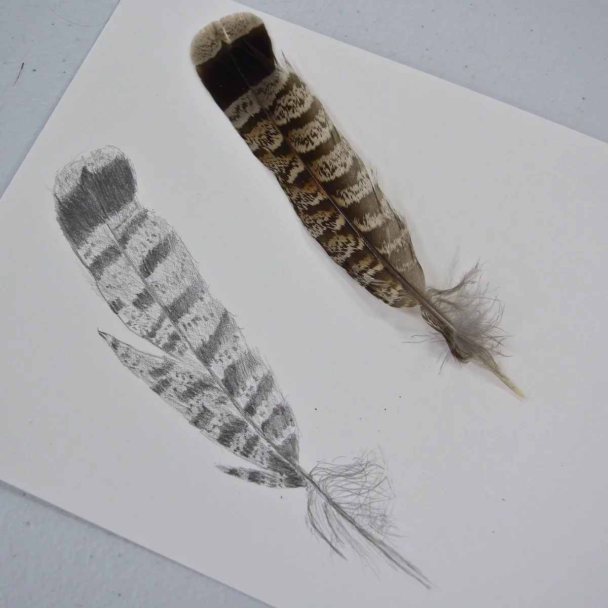 High Park Nature Drawing WK 1 — Alan Li