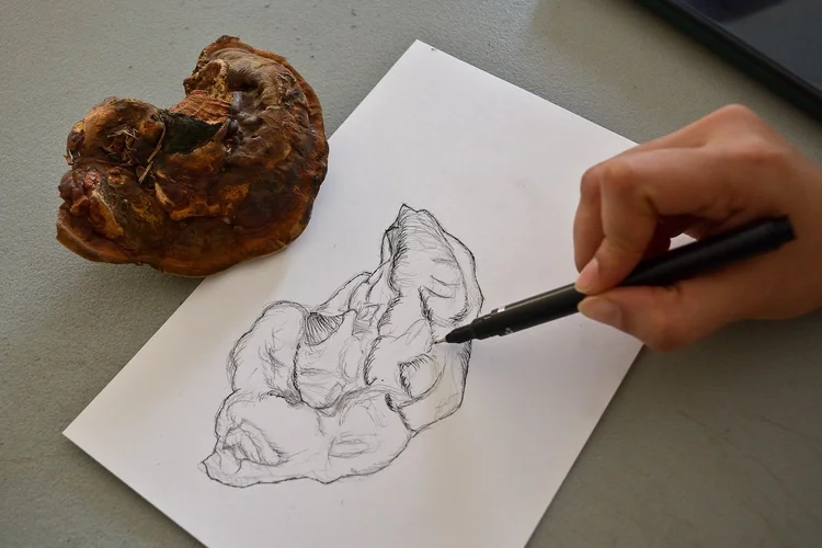 High Park Nature Drawing WK 3/4 — Alan Li