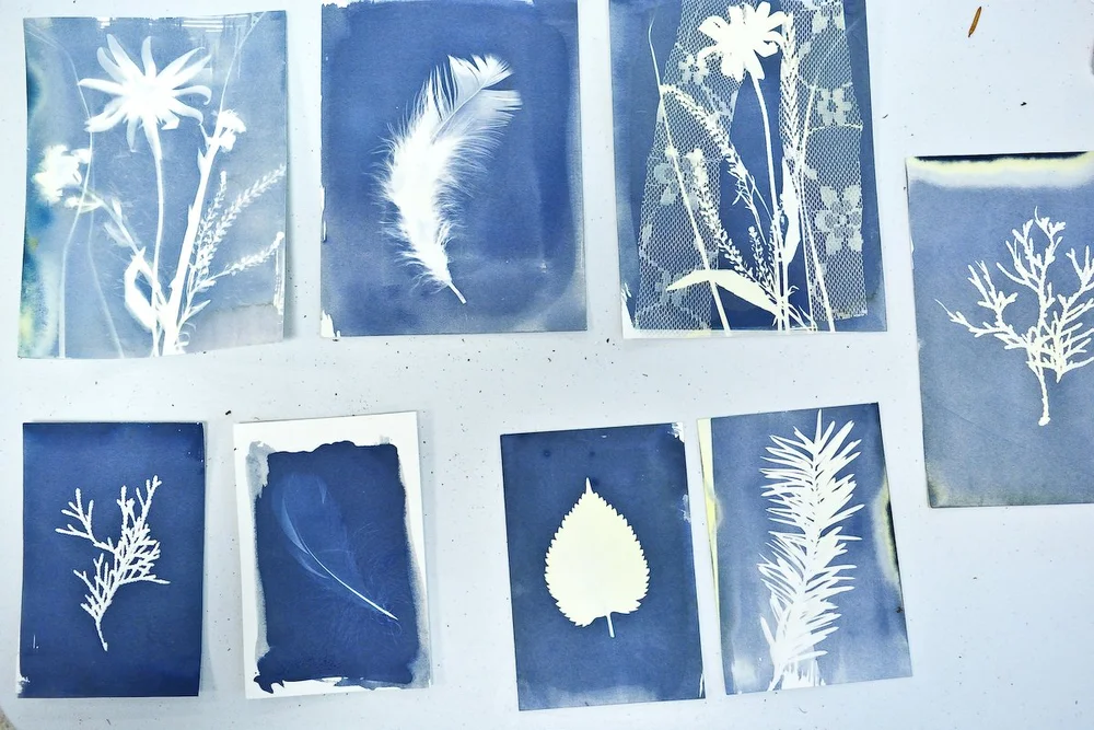 High Park Cyanotype Workshop — Alan Li