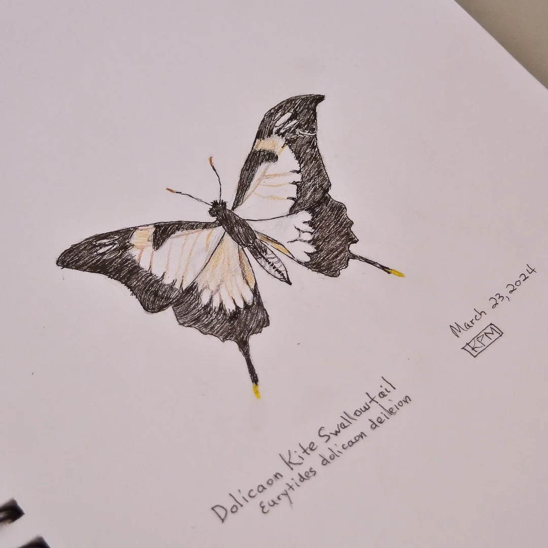 TBG Butterfly Drawing Workshop — Alan Li