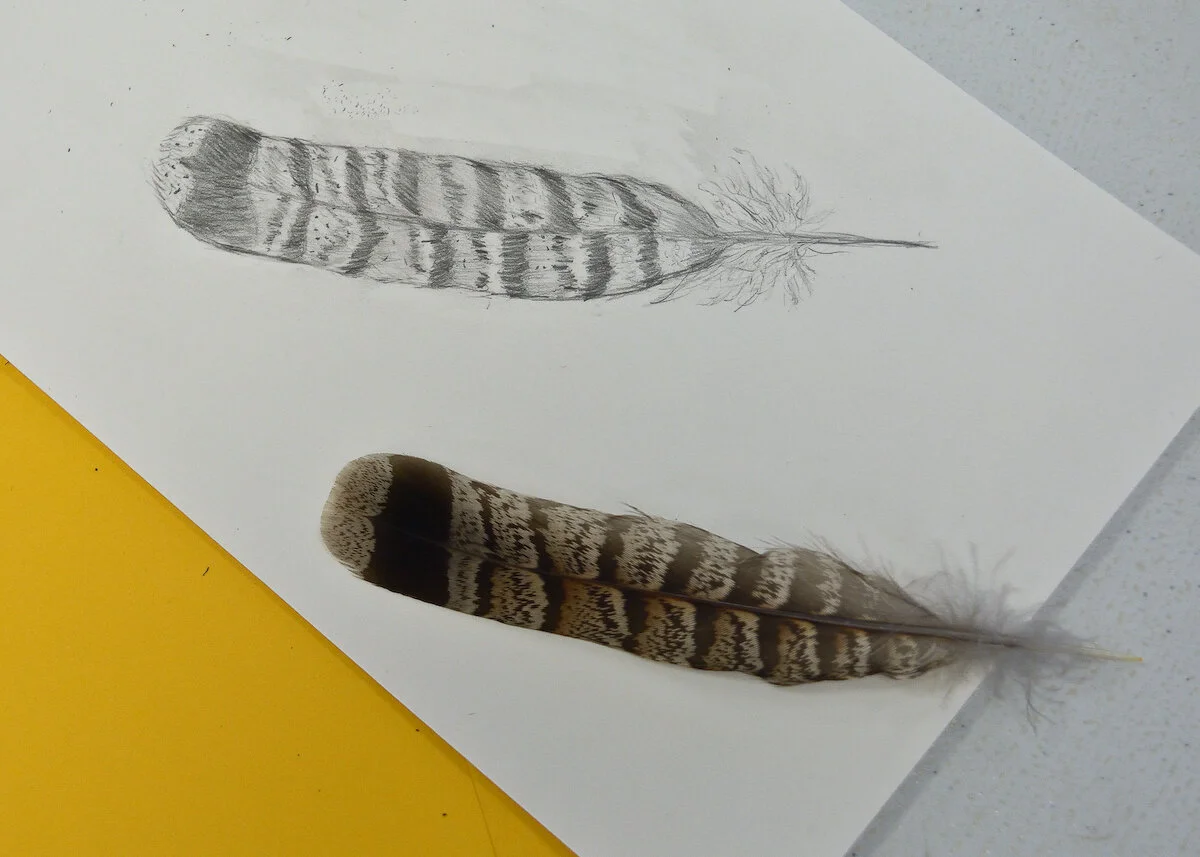 High Park Nature Drawing WK 1 — Alan Li