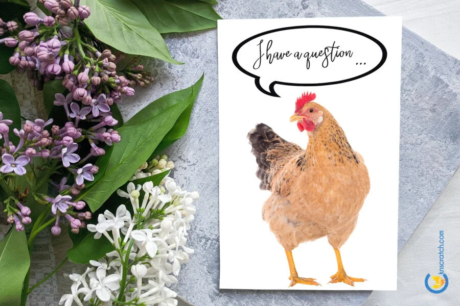 Contact — Chicken Scratch N Sniff
