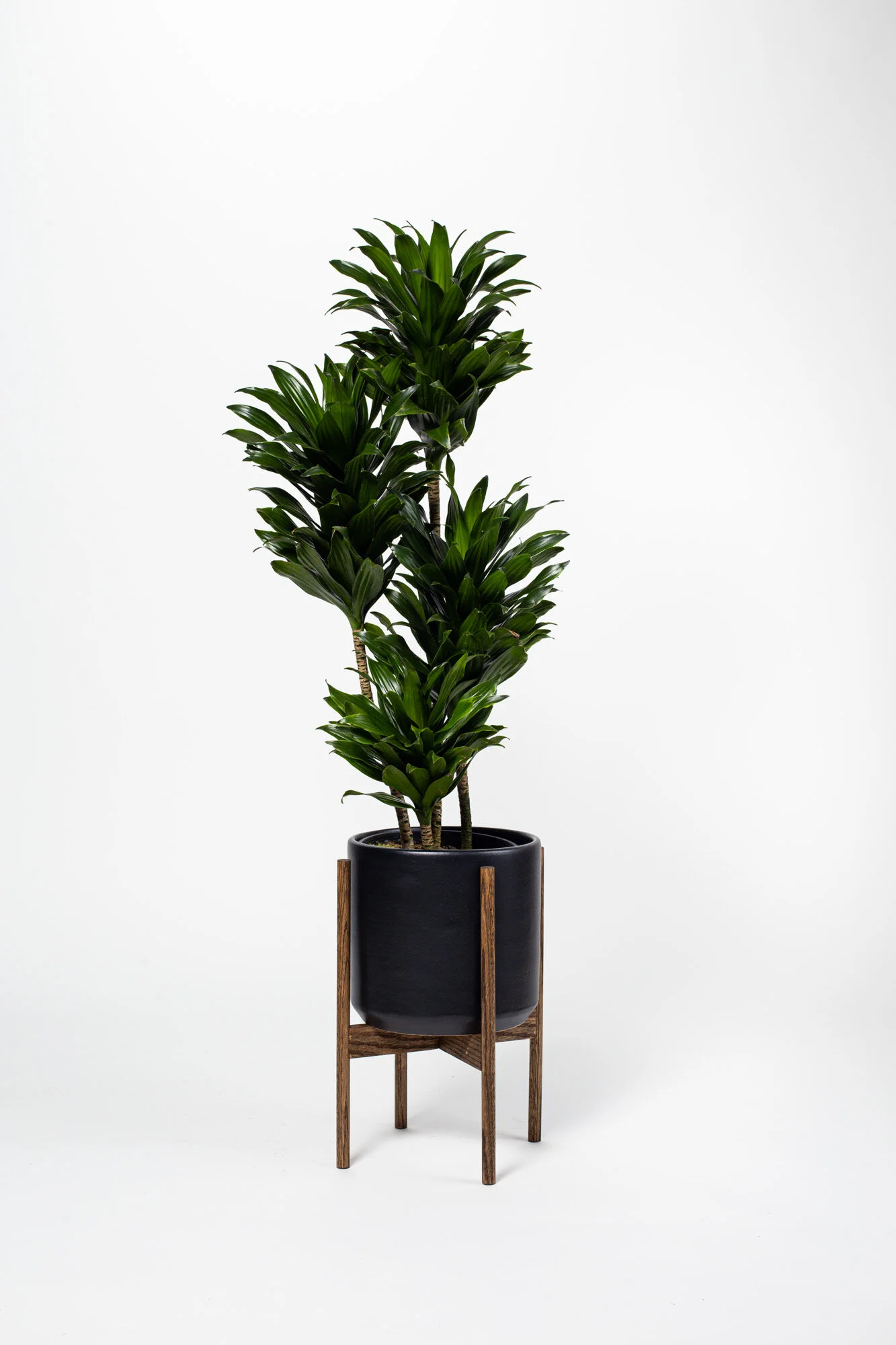 Dracaena Janet Craig Plant