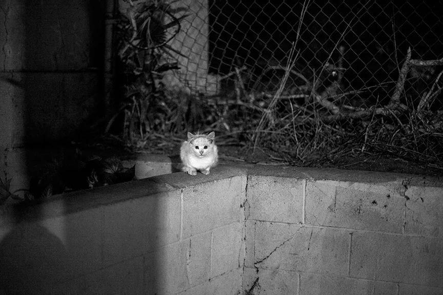 CAT GANGS OF EAST LA — Danielle Spires Photography