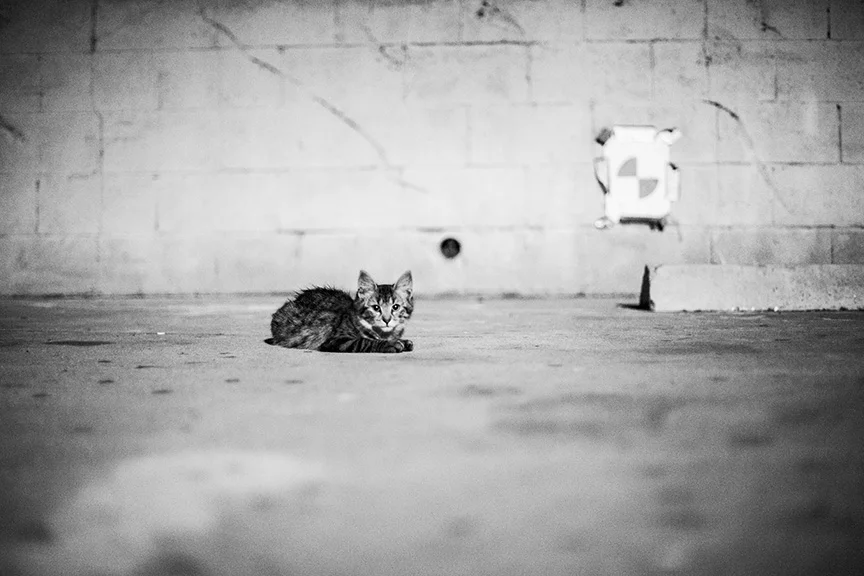 CAT GANGS OF EAST LA — Danielle Spires Photography