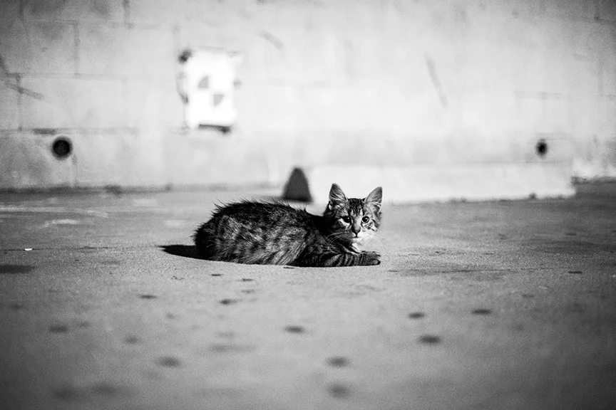 CAT GANGS OF EAST LA — Danielle Spires Photography