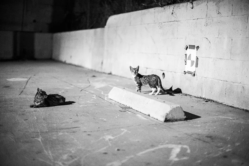 CAT GANGS OF EAST LA — Danielle Spires Photography