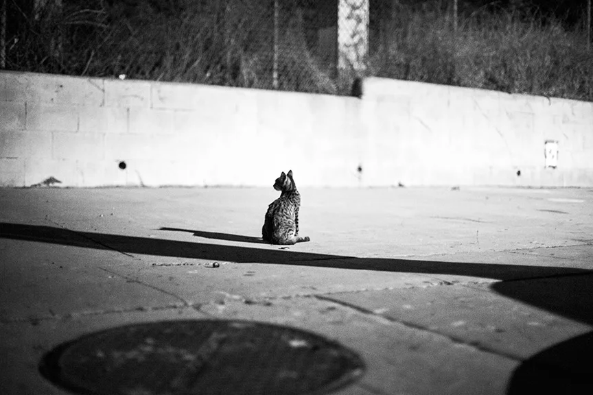 CAT GANGS OF EAST LA — Danielle Spires Photography
