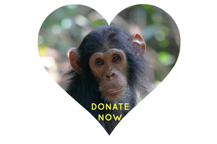 World Ape Fund