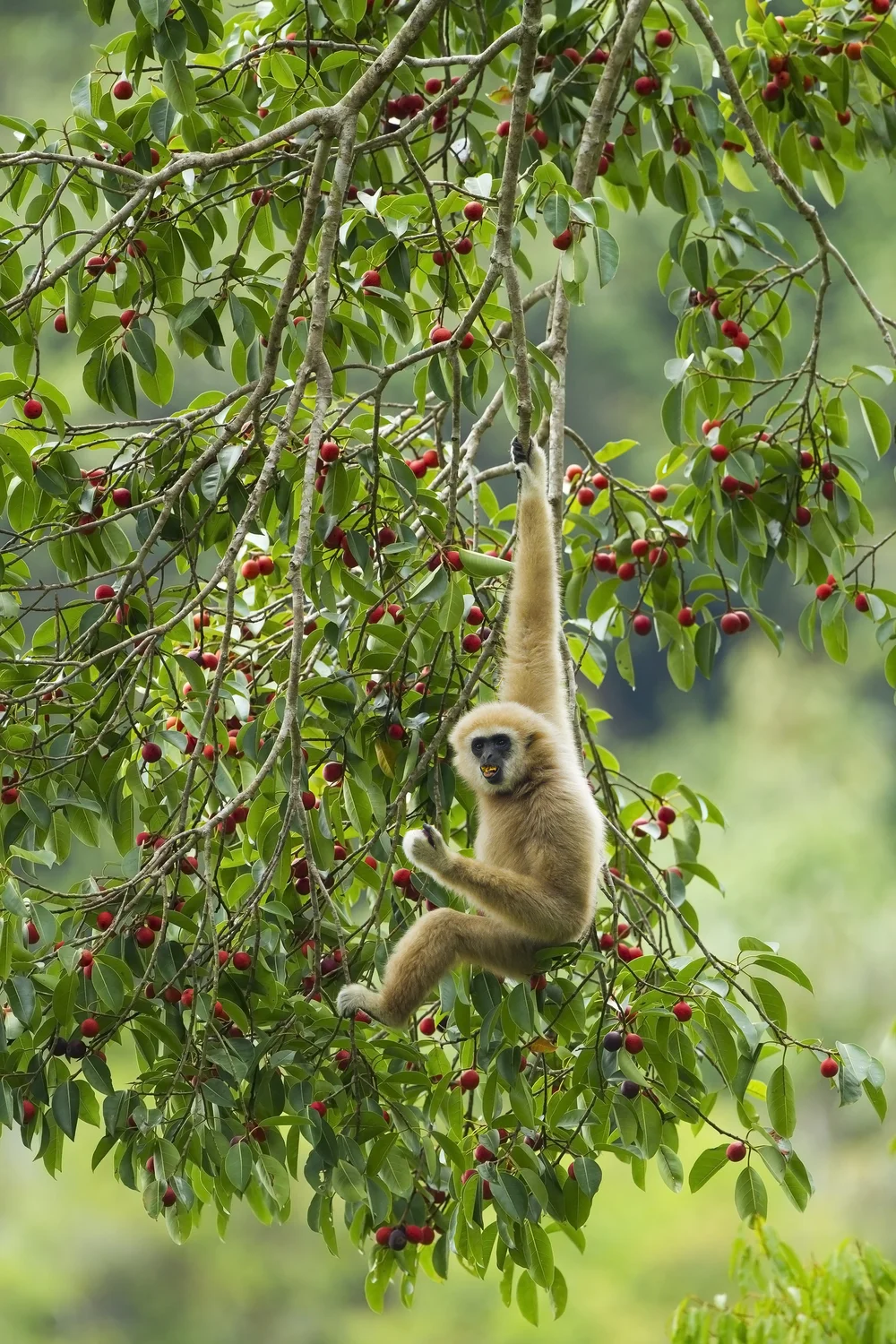 More Gibbon facts — World Ape Fund