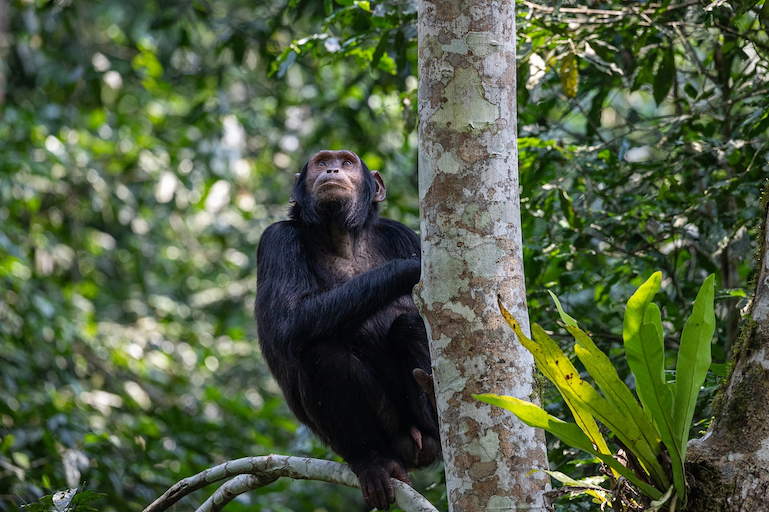 For Africa’s great apes, even ‘best-case’ climate change will decimate ...