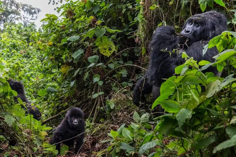 News — World Ape Fund