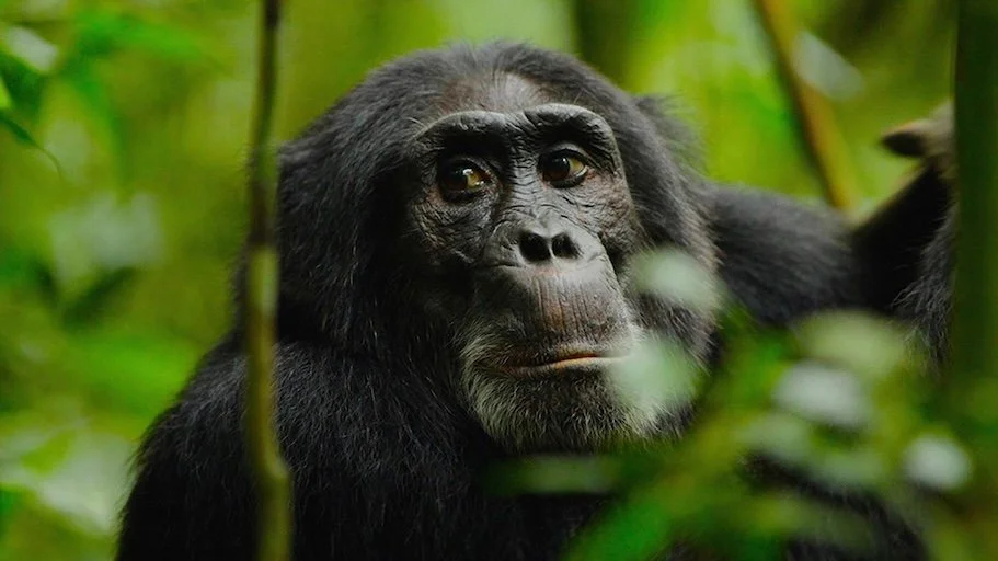 News — World Ape Fund