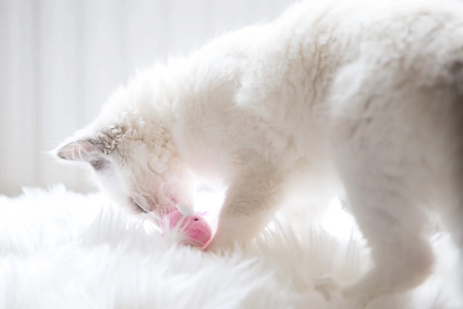 Cute White Kittens Playing