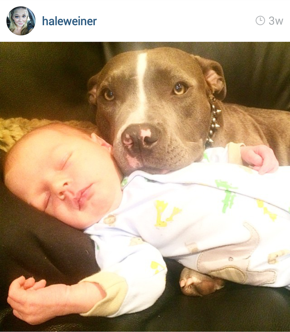 Are Pitbulls Safe Around Babies