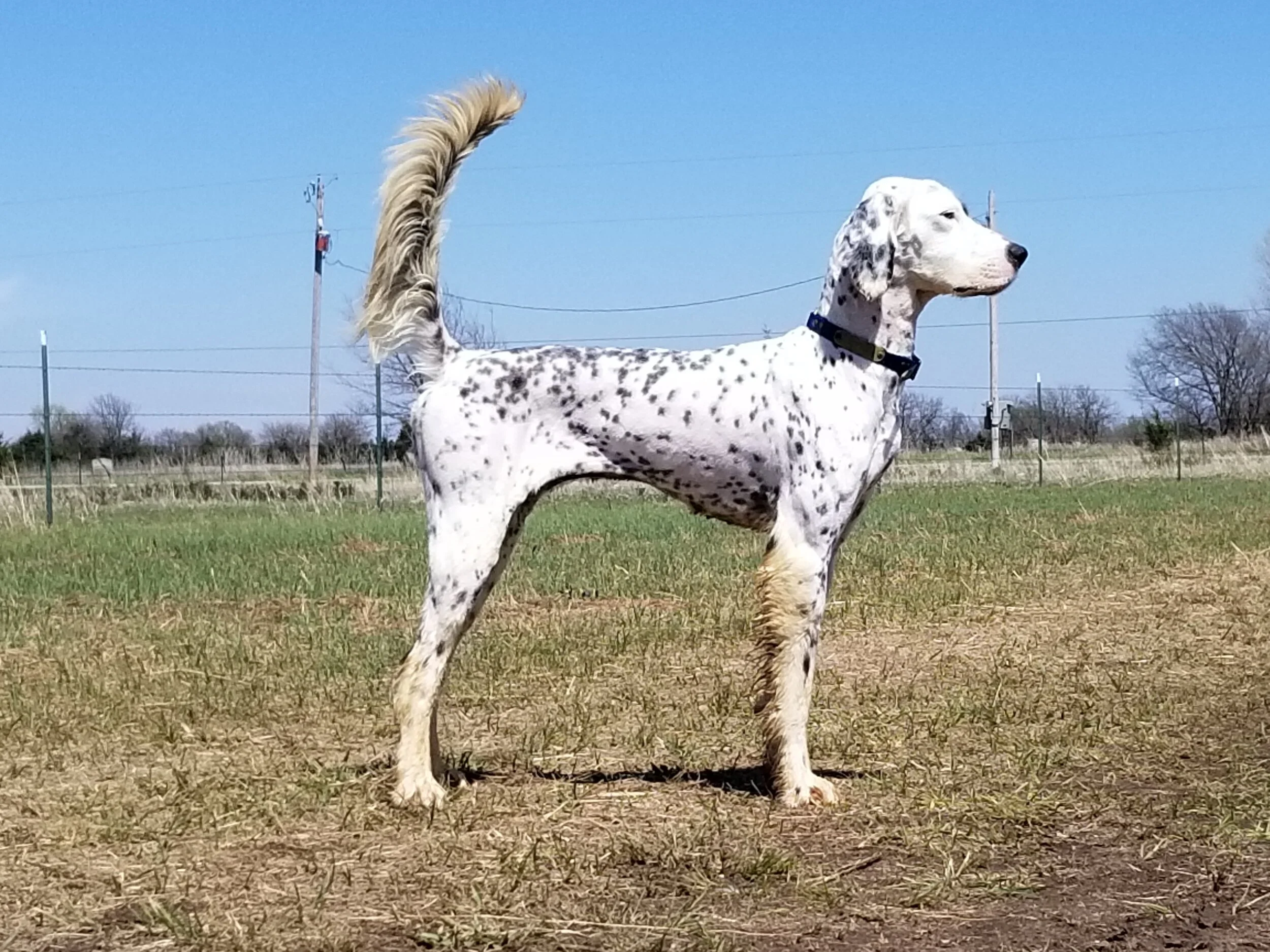 Setters — Skyview Setters